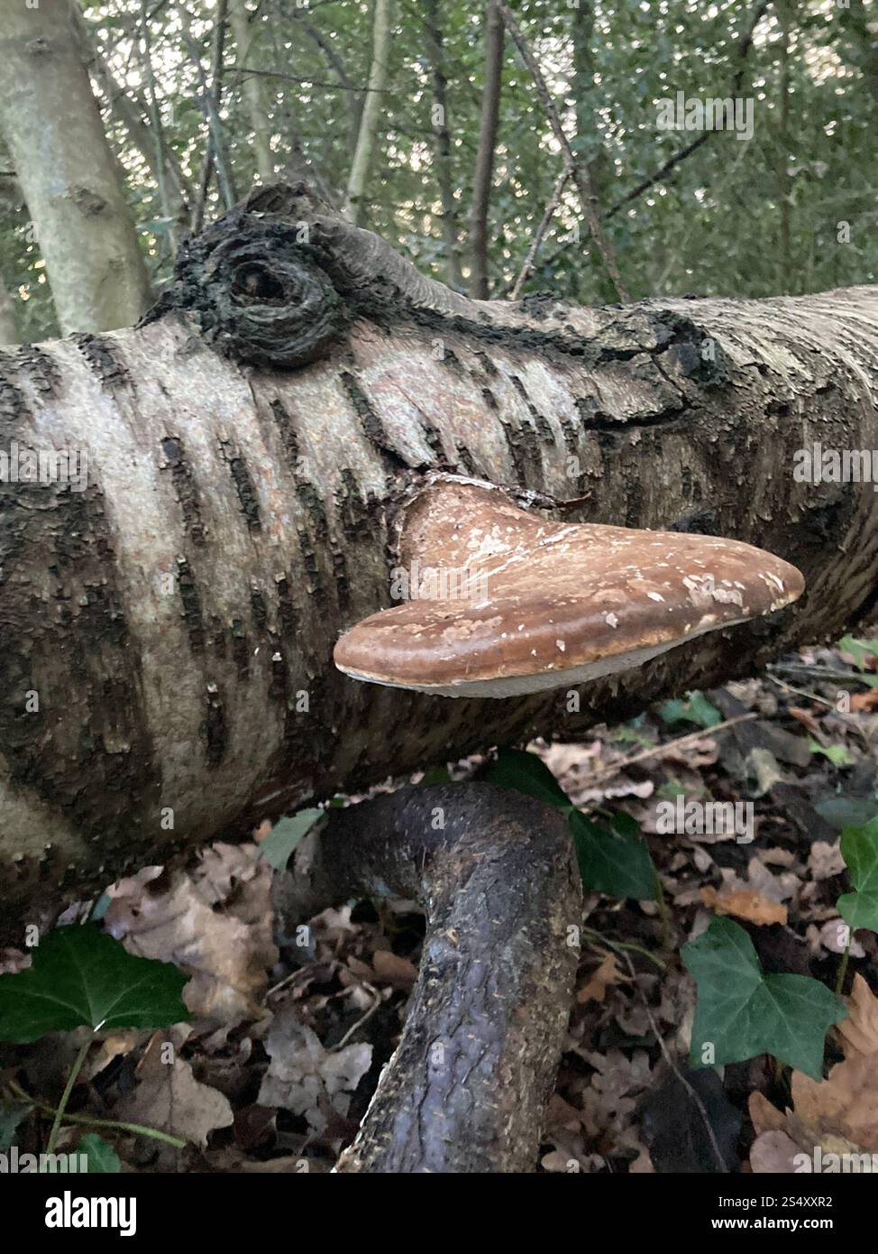 birch polypore (Fomitopsis betulina Stock Photo - Alamy