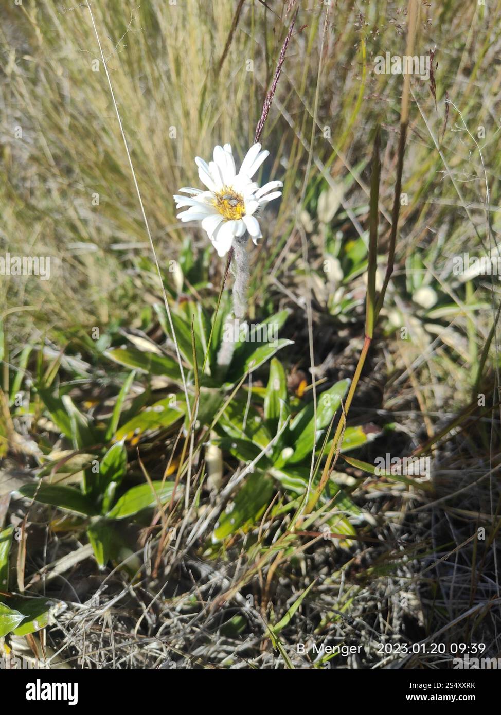 Cotton daisy (Celmisia spectabilis Stock Photo - Alamy