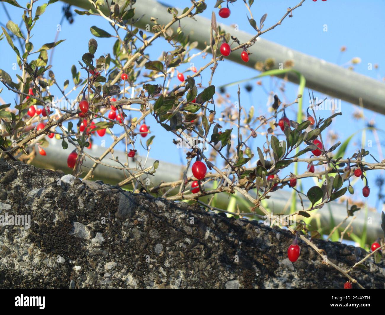 Chinese teaplant (Lycium chinense Stock Photo - Alamy