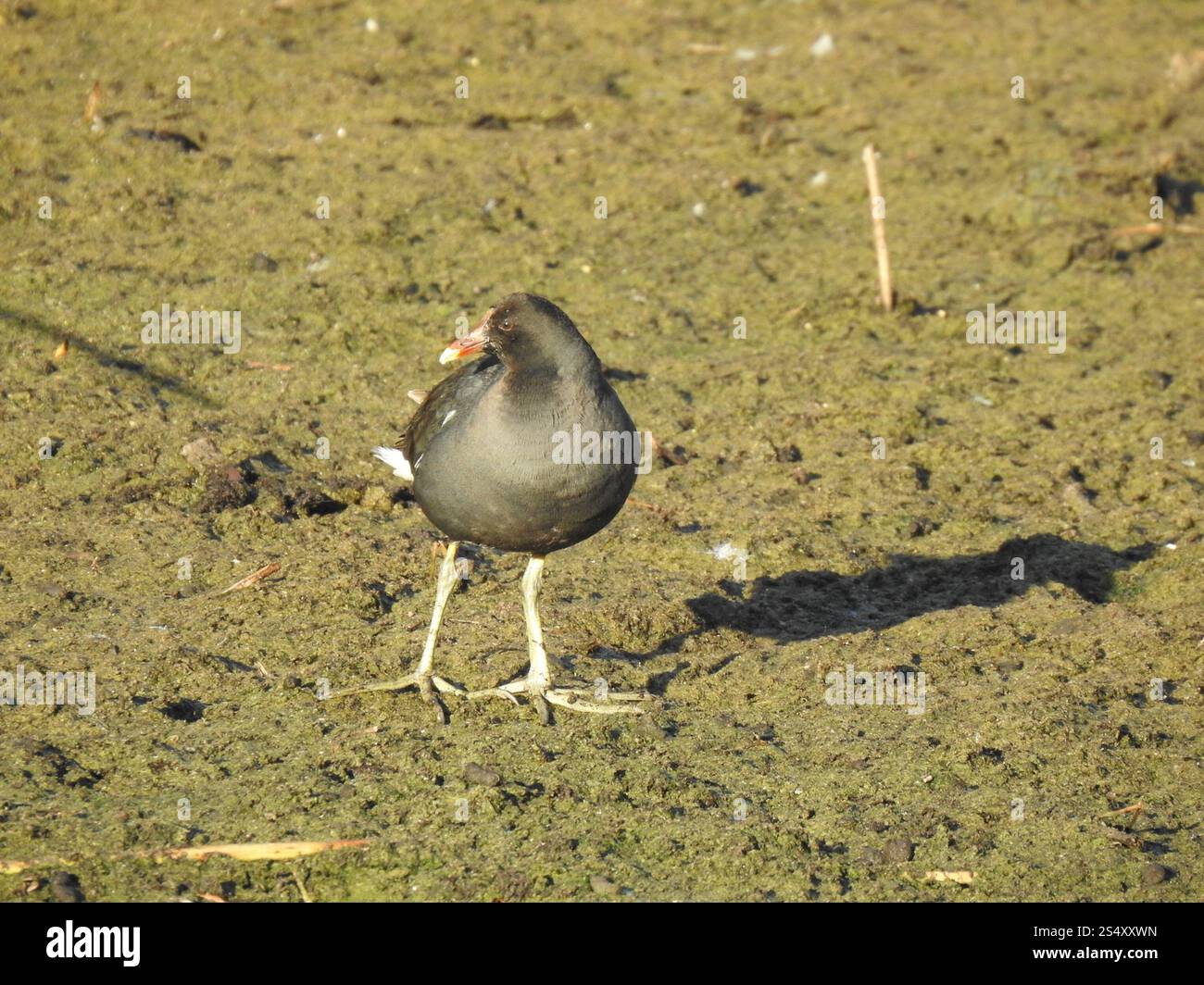 Common Gallinule (Gallinula galeata Stock Photo - Alamy