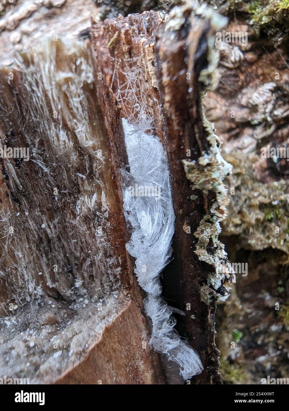 Exidiopsis exidiopsis effusa hi-res stock photography and images - Alamy
