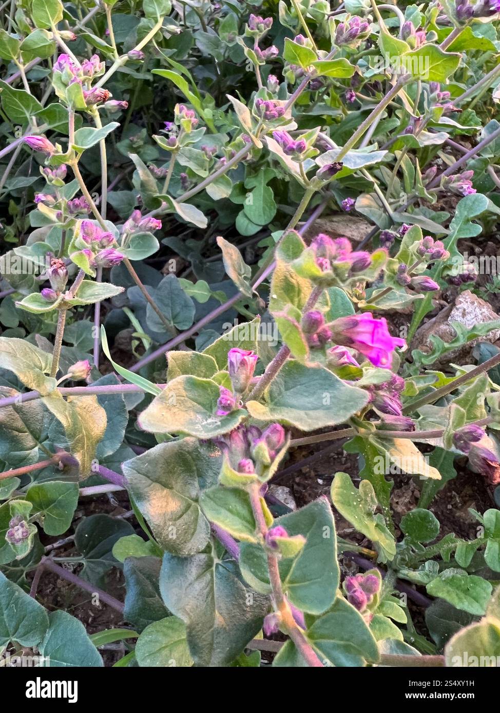 Wishbone Bush (Mirabilis laevis Stock Photo - Alamy