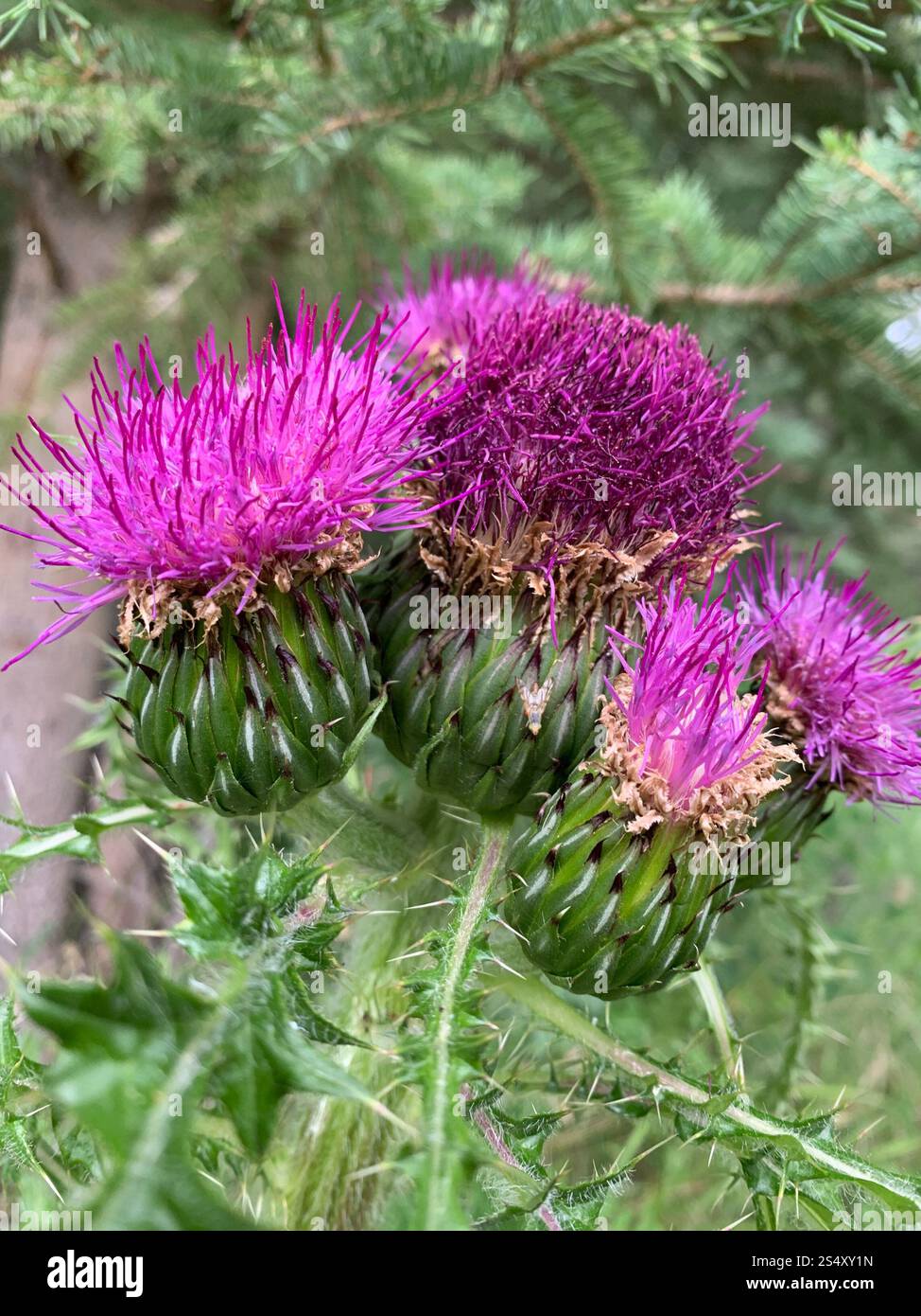 dwarf thistle (Cirsium drummondii Stock Photo - Alamy