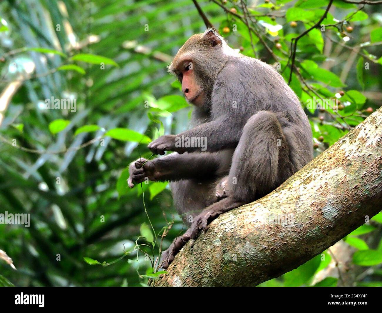 Formosan Rock Macaque (Macaca cyclopis Stock Photo - Alamy