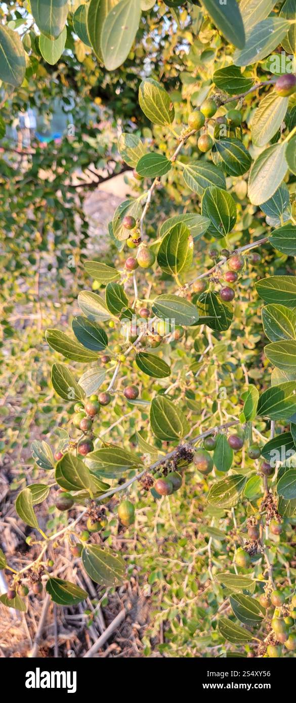 Christ's thorn jujube (Ziziphus spina-christi Stock Photo - Alamy