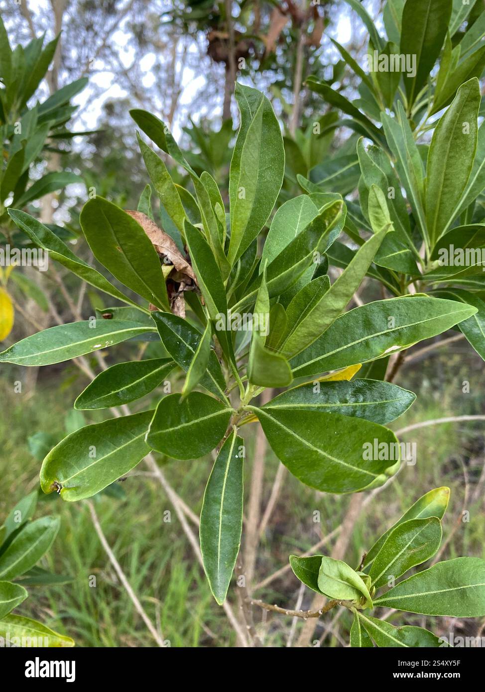 corkwood (Duboisia myoporoides Stock Photo - Alamy