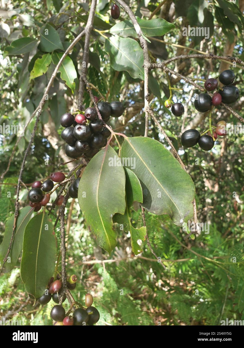 Java plum (Syzygium cumini Stock Photo - Alamy