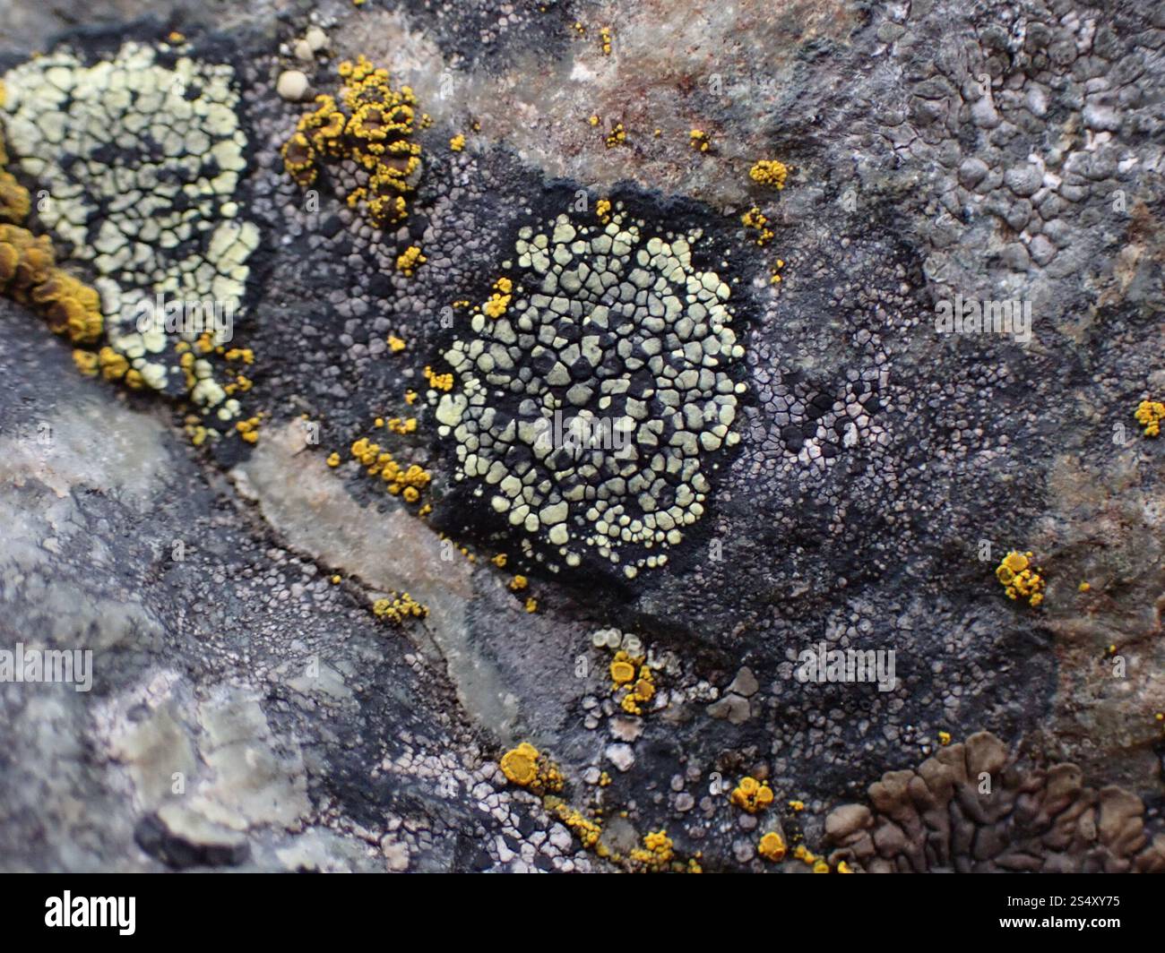 yellow map lichen (Rhizocarpon geographicum Stock Photo - Alamy