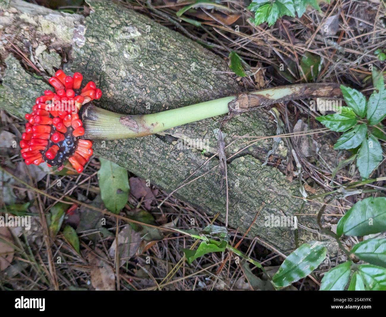 Japanese cobra lily (Arisaema ringens Stock Photo - Alamy