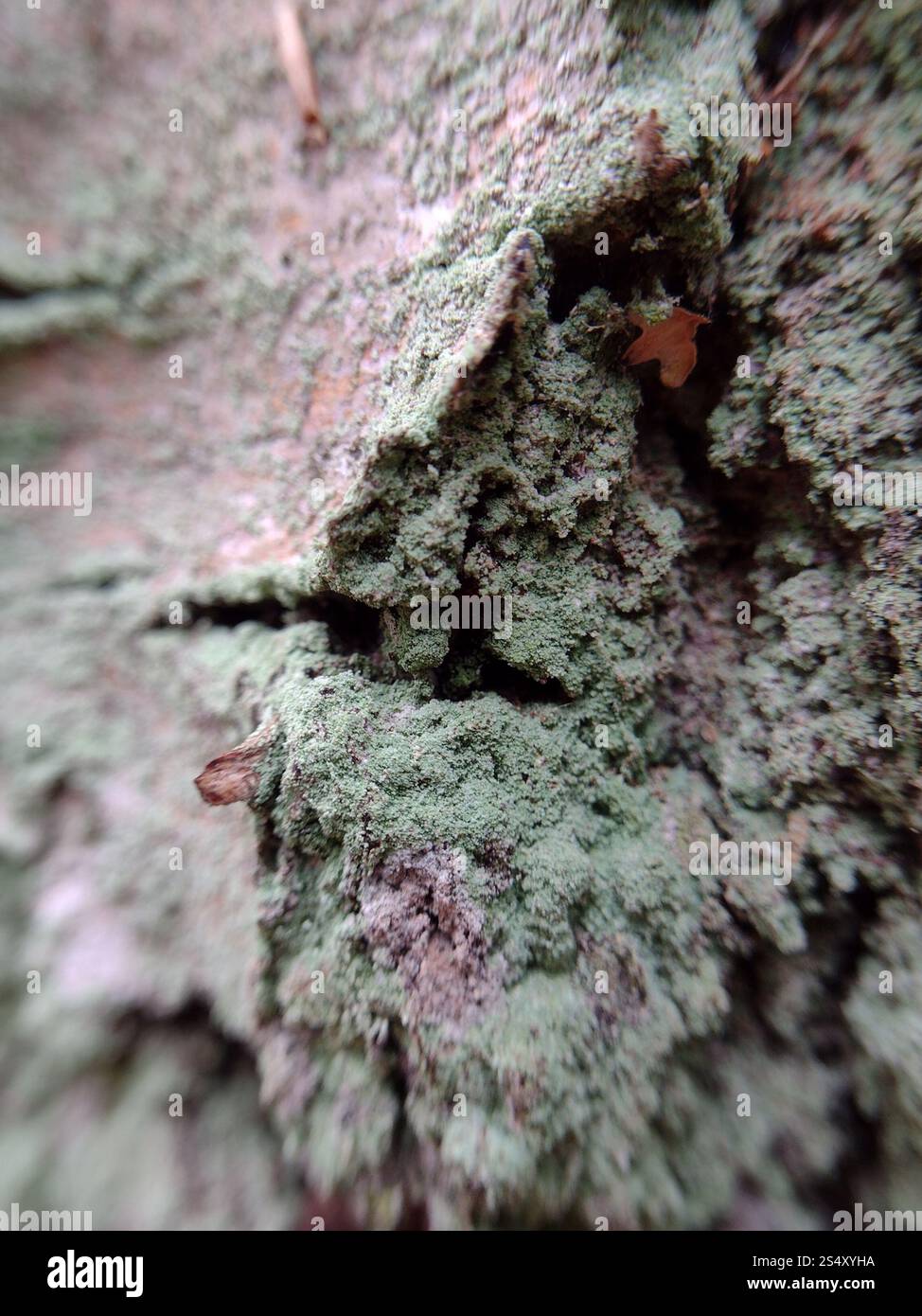 Common Dust Lichen (Lepraria incana Stock Photo - Alamy