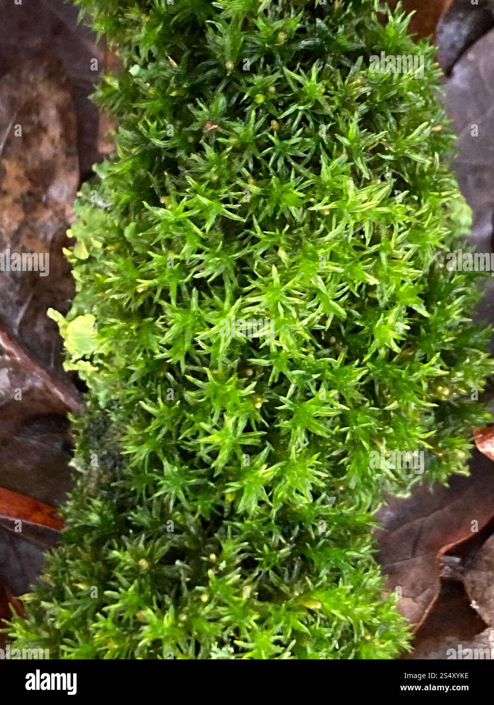 Wood Bristle-moss (Lewinskya affinis Stock Photo - Alamy