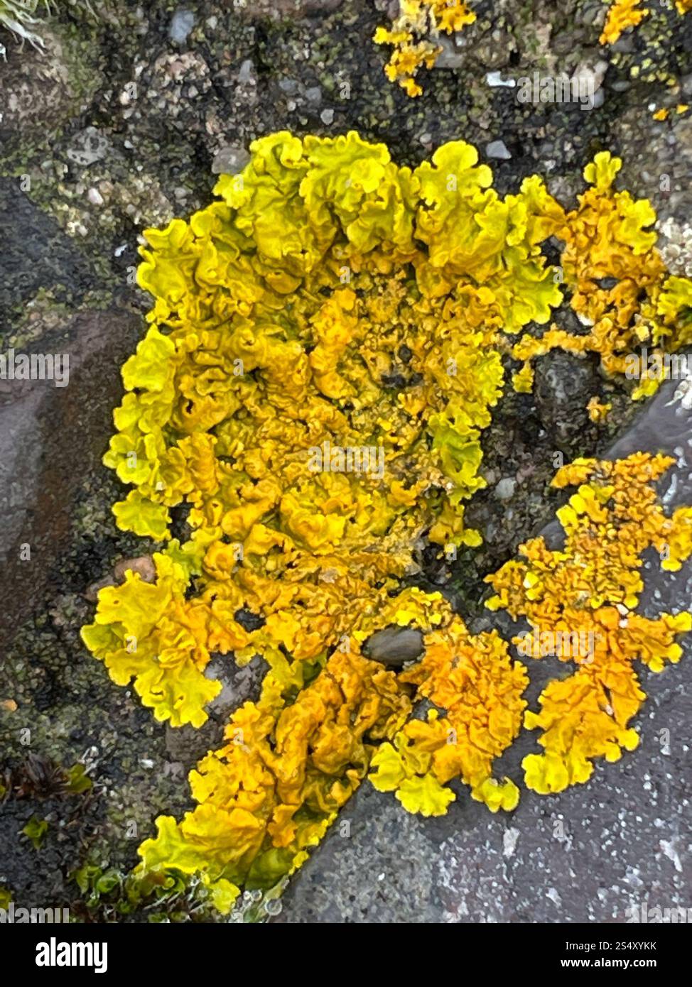 Xanthoria calcicola hi-res stock photography and images - Alamy