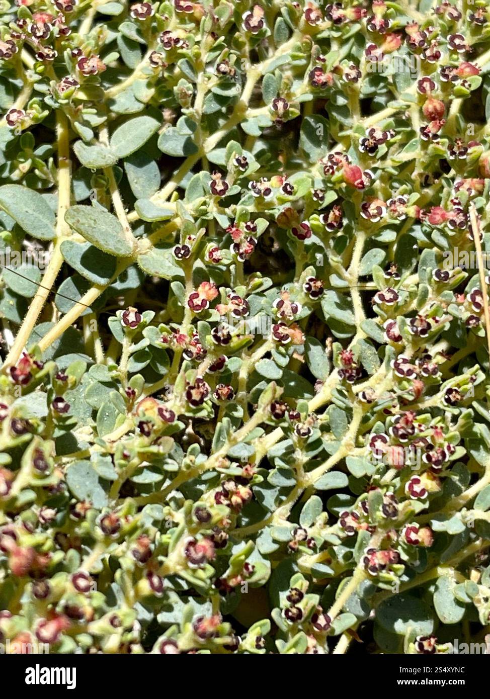 smallseed sandmat (Euphorbia polycarpa Stock Photo - Alamy