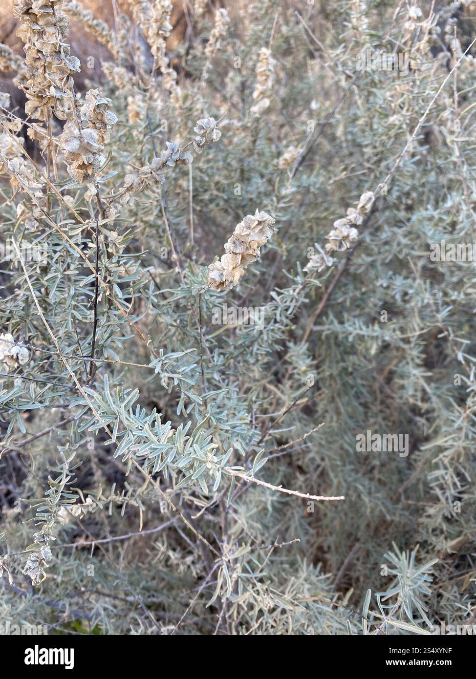 Fourwing Saltbush (Atriplex canescens Stock Photo - Alamy