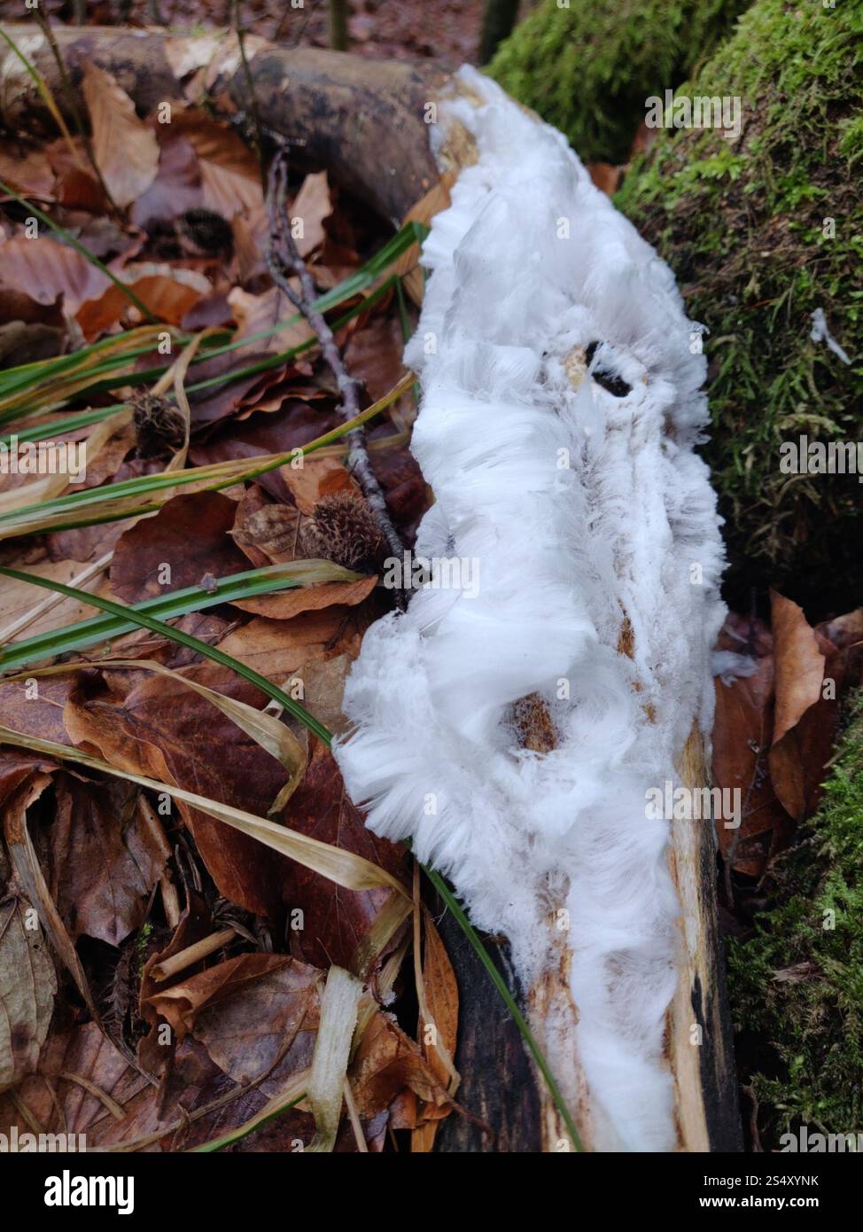 Hair Ice (Exidiopsis effusa Stock Photo - Alamy
