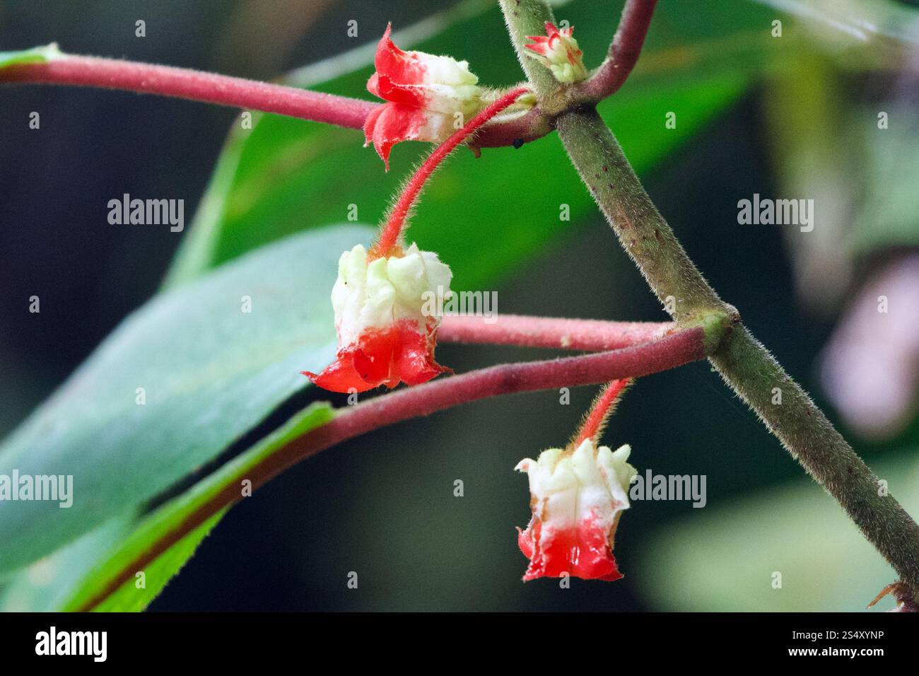 Glossoloma hi-res stock photography and images - Alamy
