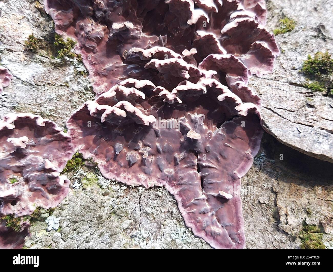 Silverleaf Fungus (Chondrostereum purpureum Stock Photo - Alamy