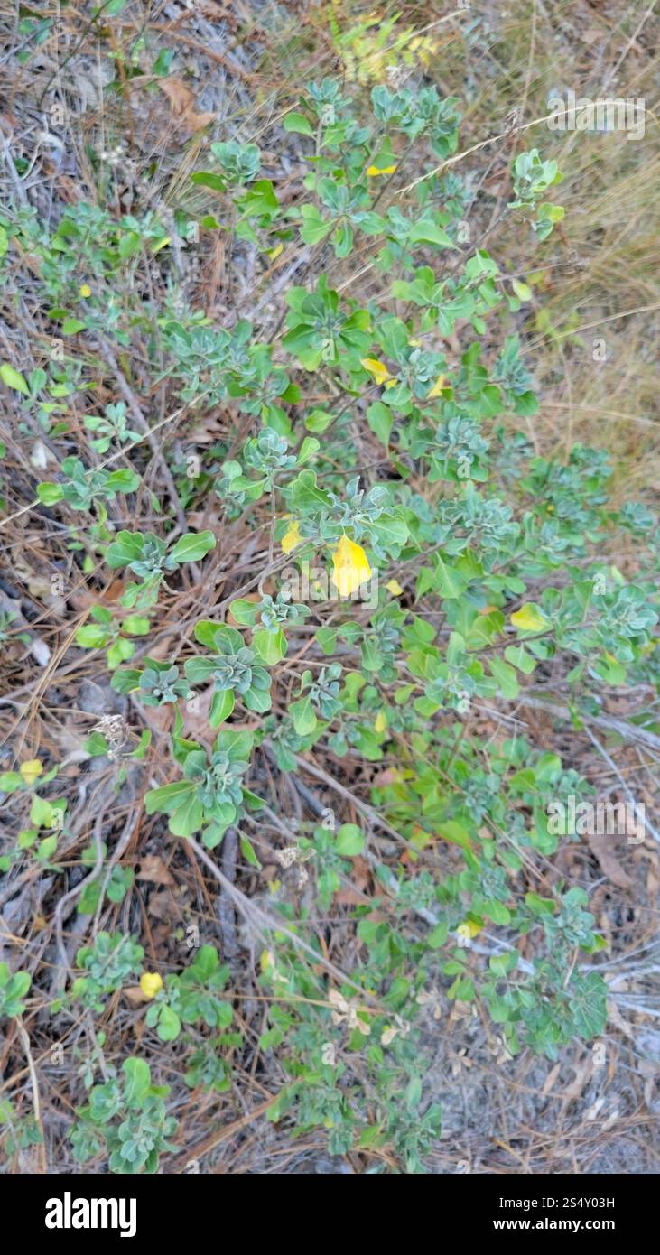 Garberia heterophylla hi-res stock photography and images - Alamy