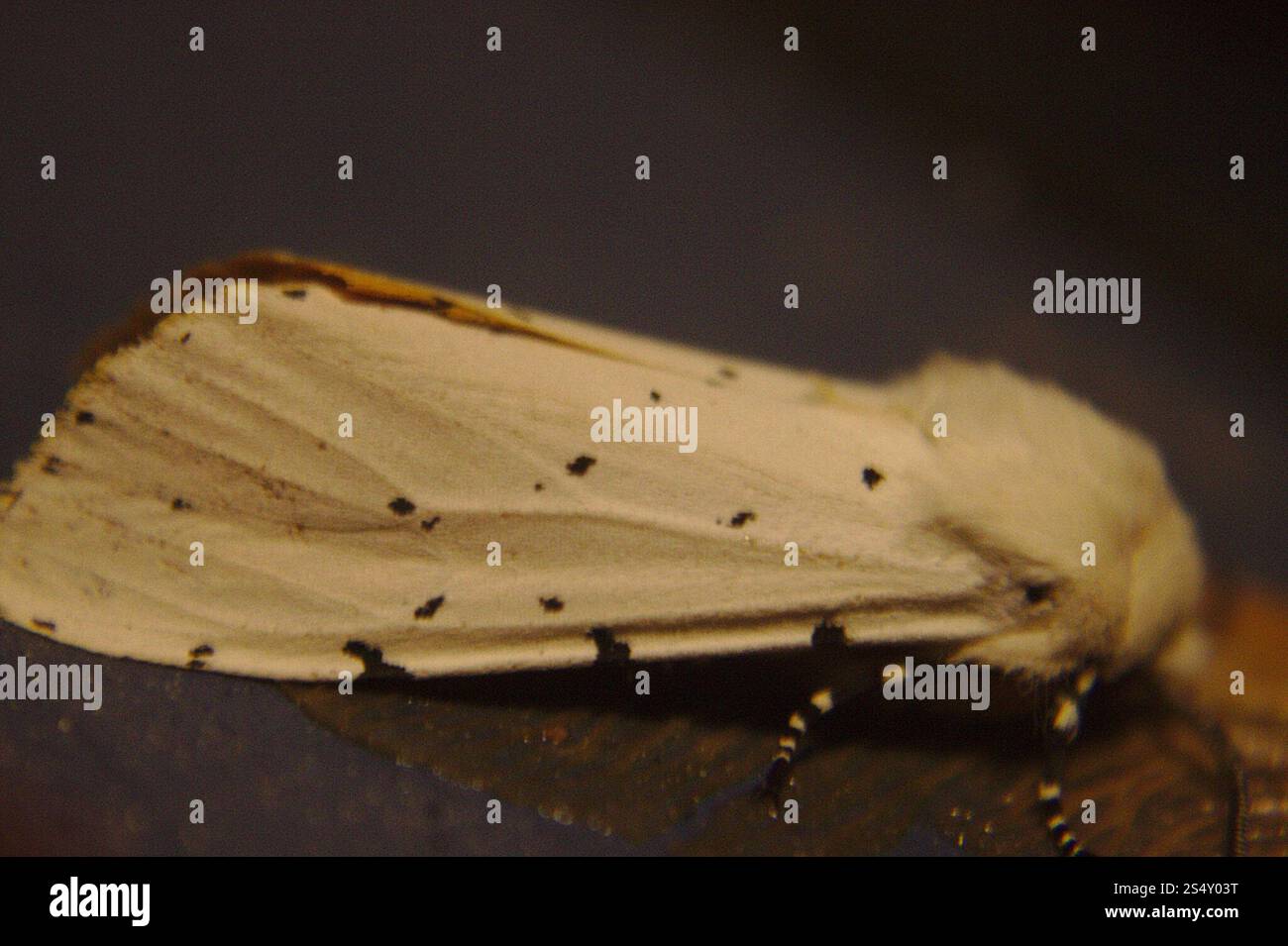 Salt Marsh Moth (Estigmene acrea Stock Photo - Alamy