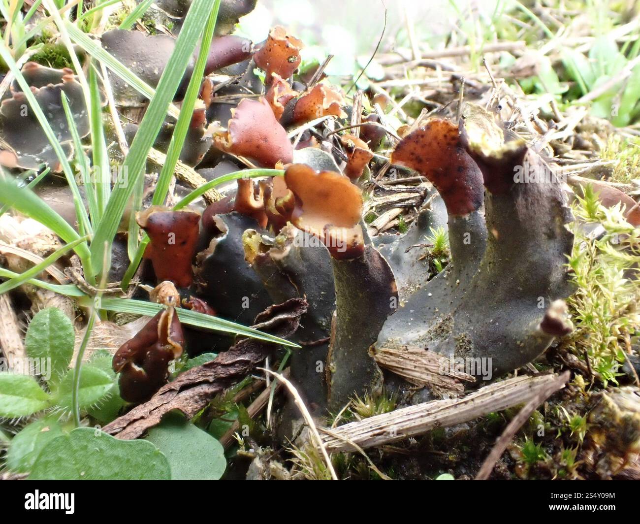 alternating dog lichen (Peltigera didactyla Stock Photo - Alamy