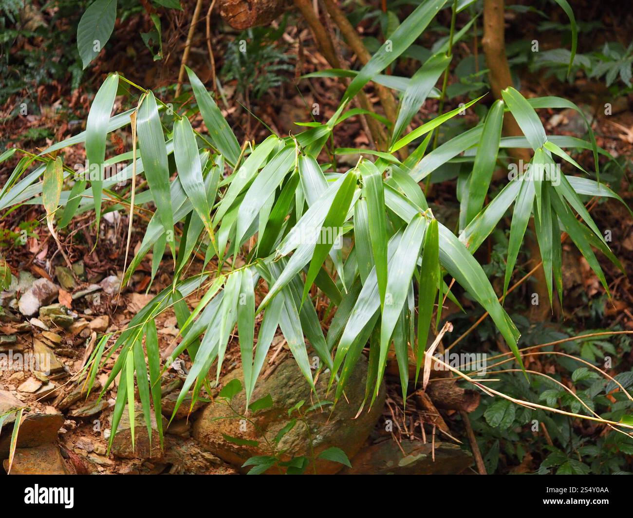 Nepalese Broom Grass (Thysanolaena latifolia Stock Photo - Alamy
