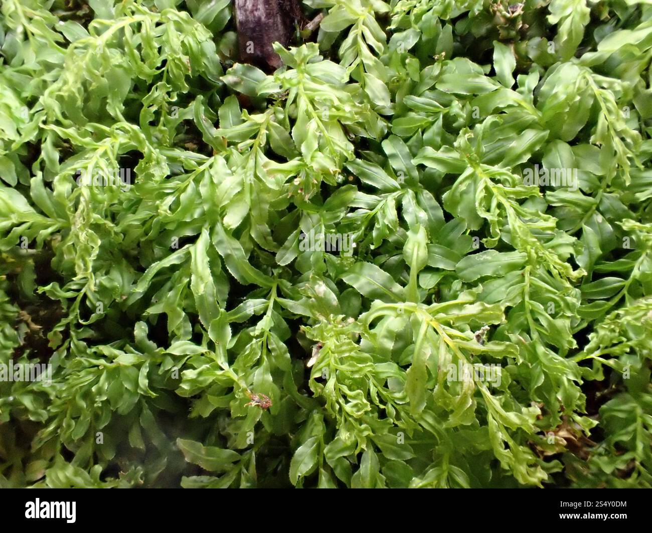Palm-tree Moss (Plagiomnium undulatum Stock Photo - Alamy