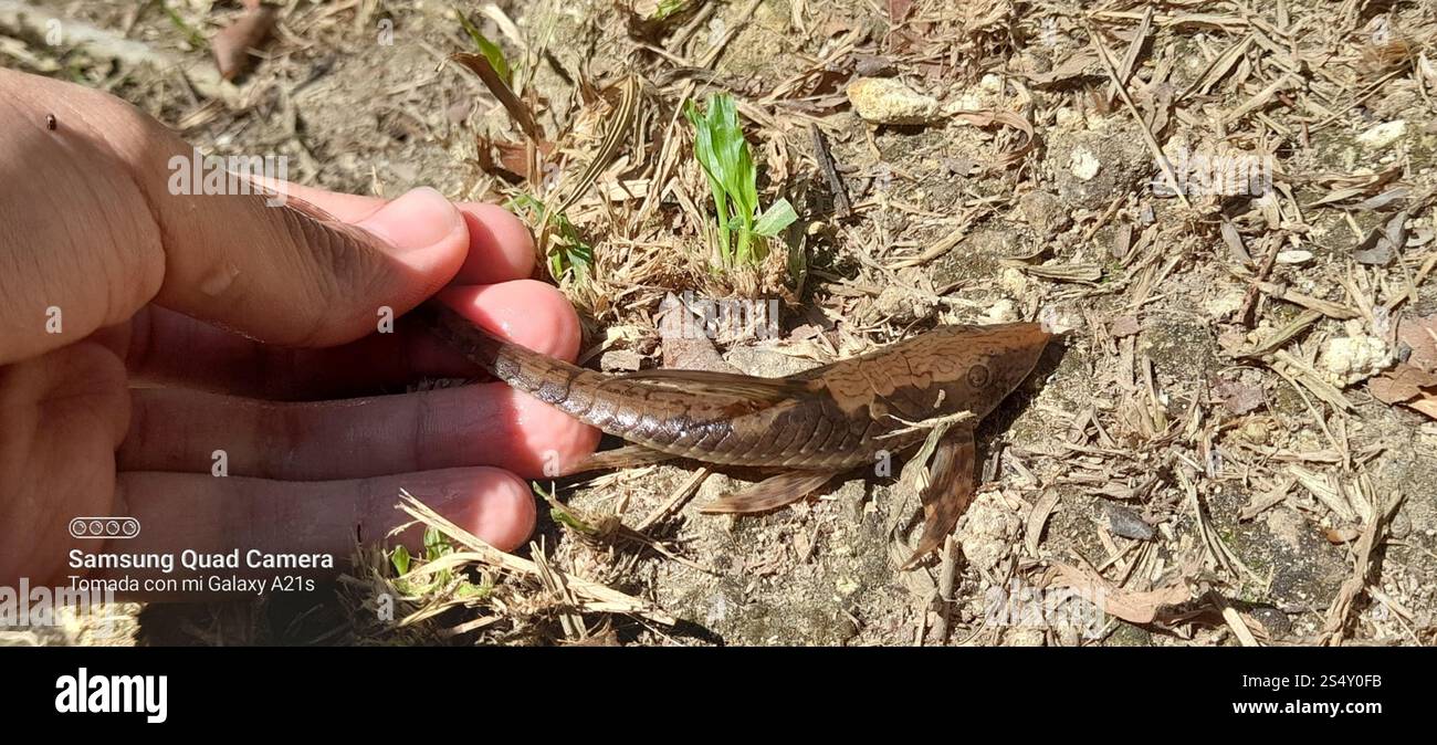 Royal Farlowella Catfish (Sturisomatichthys panamensis Stock Photo - Alamy