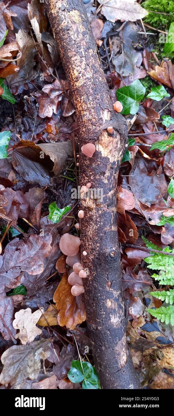 Jelly Ear (Auricularia auricula-judae Stock Photo - Alamy