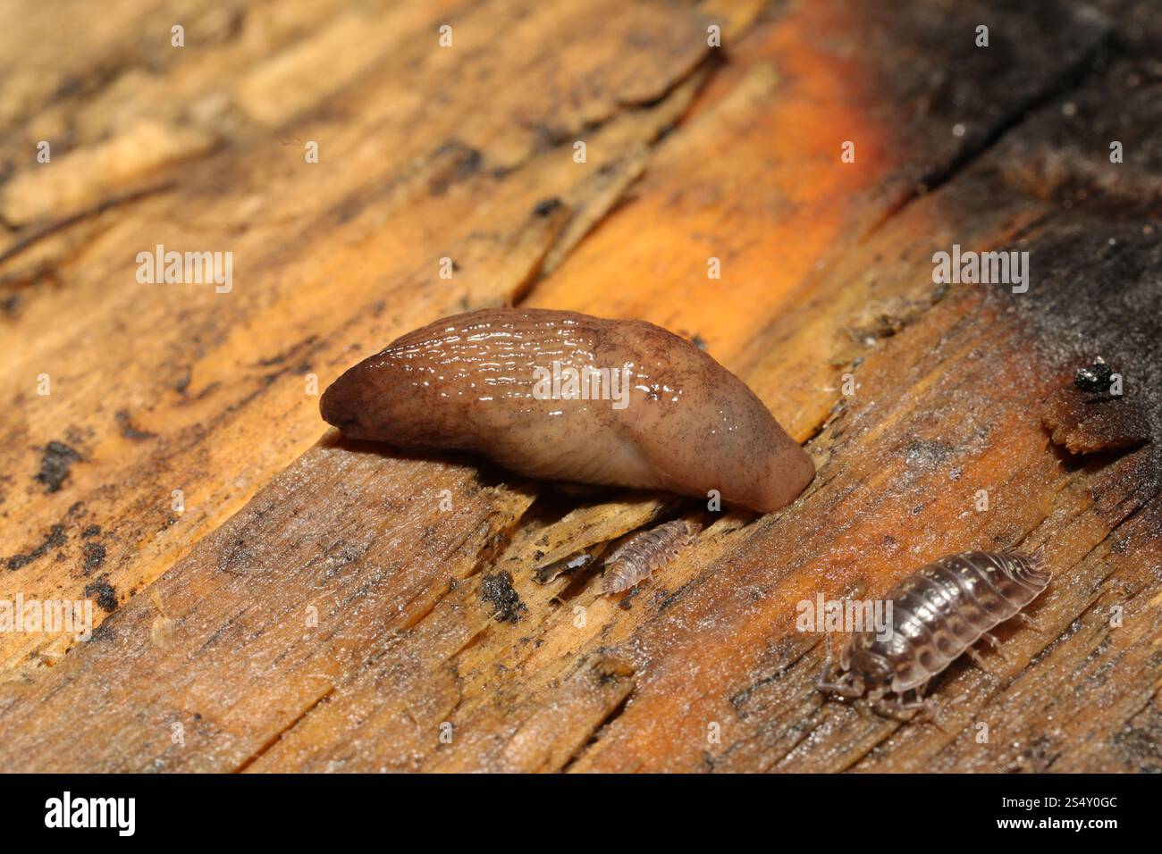 Milky Slug (Deroceras reticulatum Stock Photo - Alamy