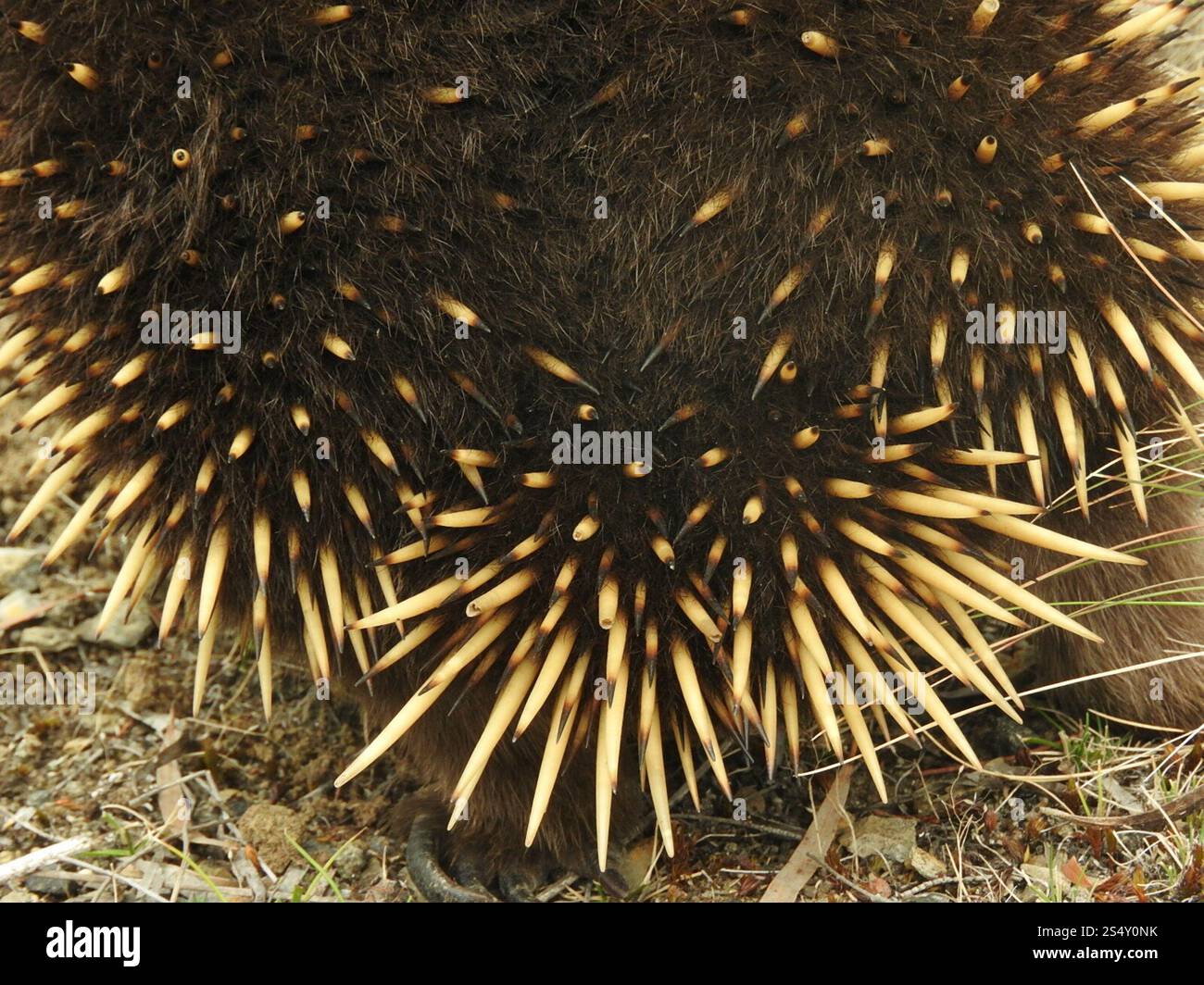 Tasmanian Echidna (Tachyglossus aculeatus setosus Stock Photo - Alamy