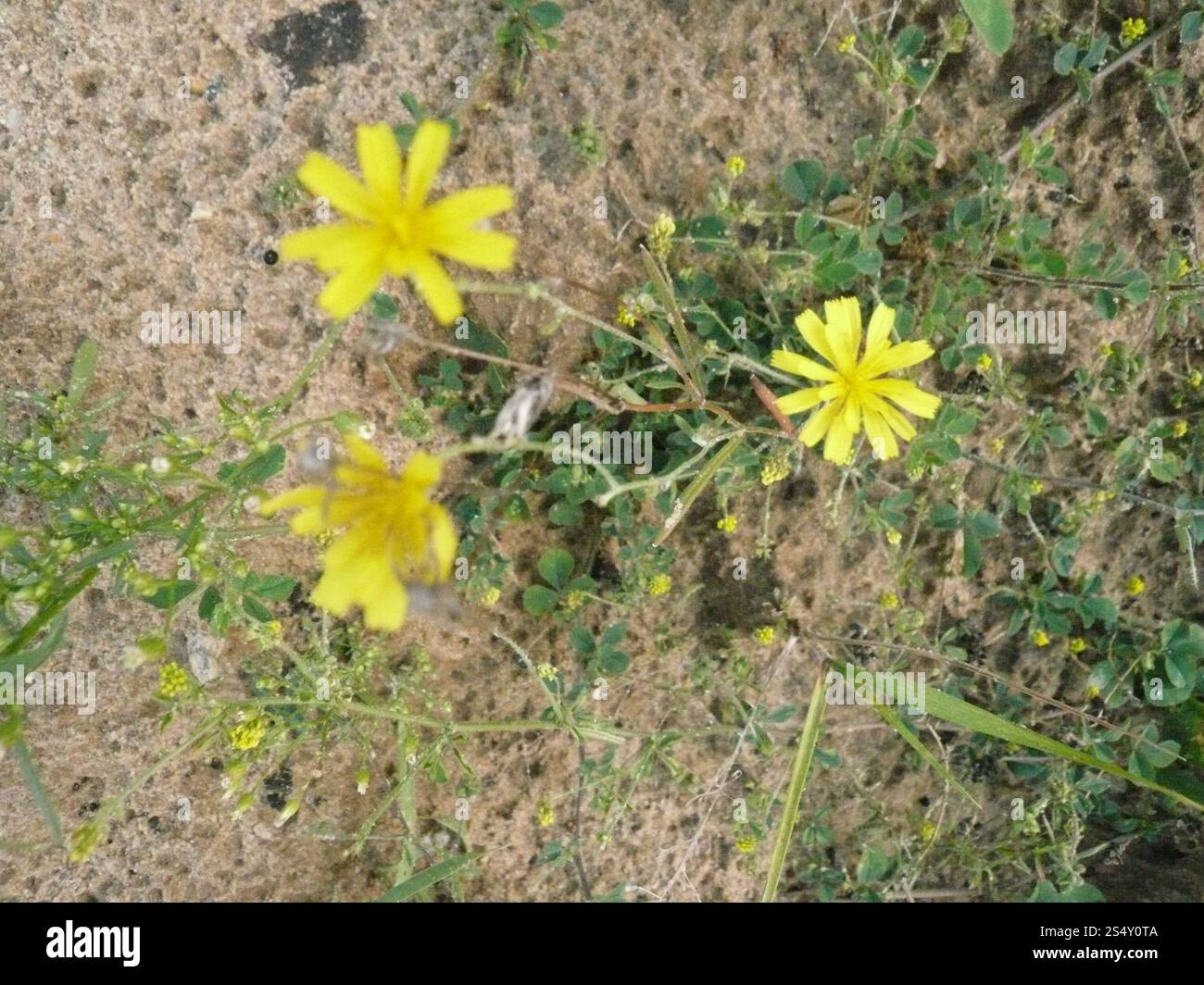 narrow-leaved hawksbeard (Crepis tectorum Stock Photo - Alamy