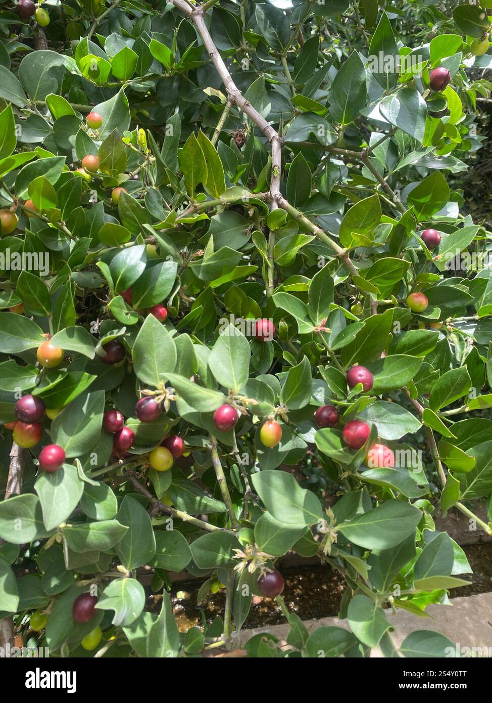 Bush Plum (Carissa spinarum Stock Photo - Alamy