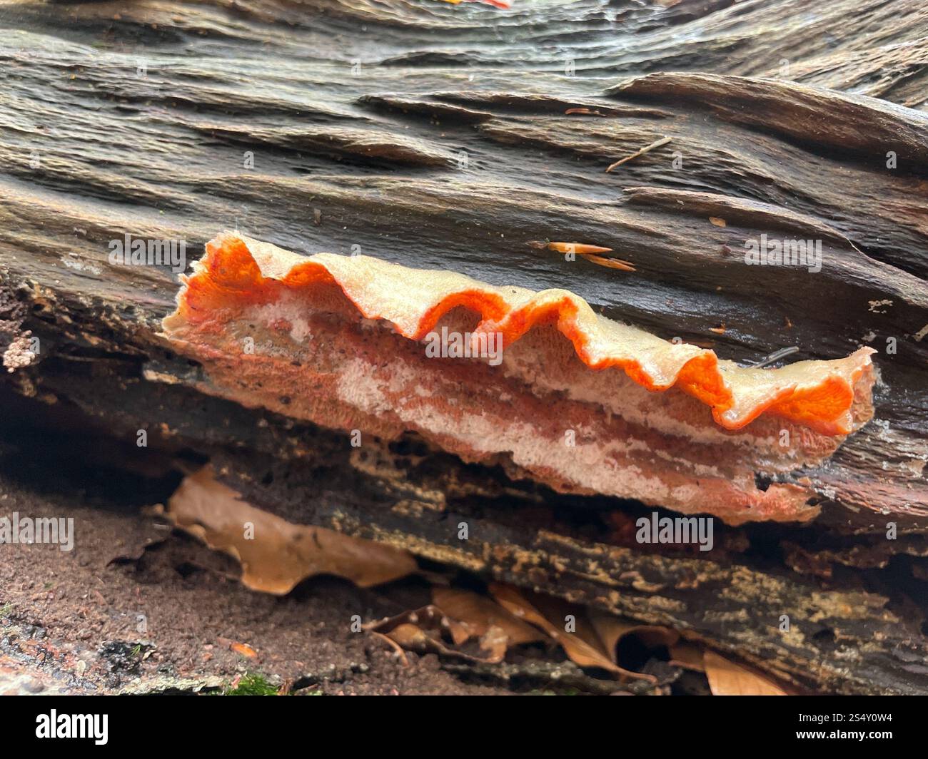 Trembling Crust (Merulius tremellosus Stock Photo - Alamy