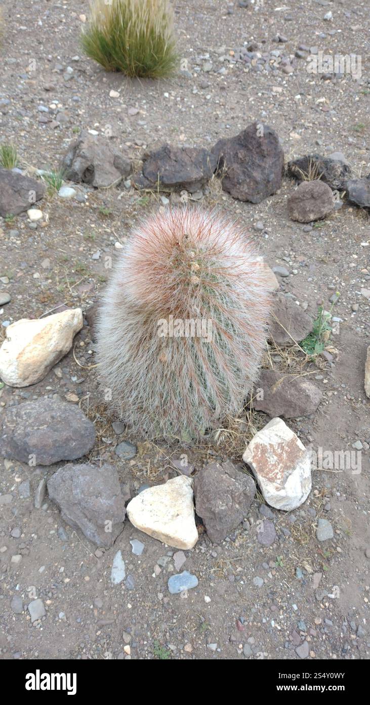 Denmoza rhodacantha hi-res stock photography and images - Alamy