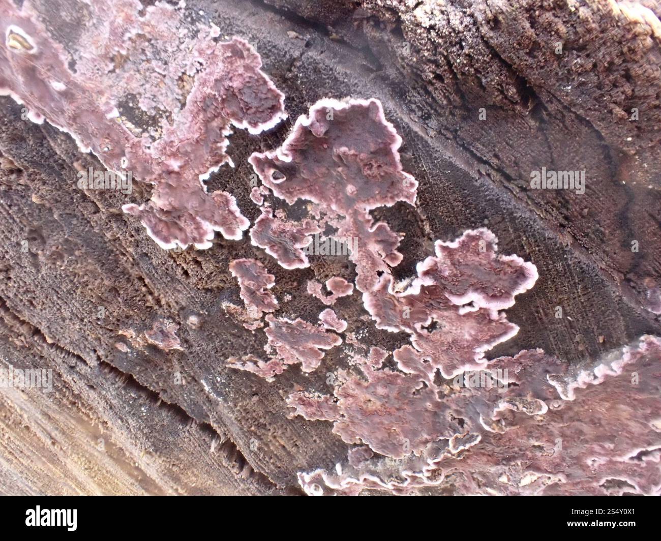 Silverleaf Fungus (Chondrostereum purpureum Stock Photo - Alamy