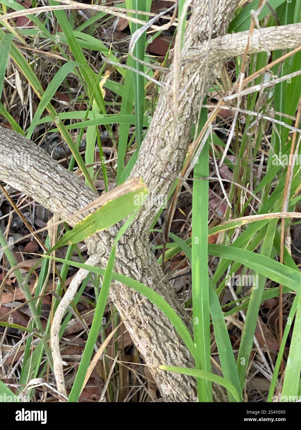 corkwood (Duboisia myoporoides Stock Photo - Alamy