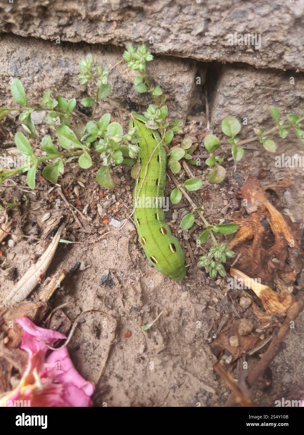 Coprosma Hawk Moth (Hippotion scrofa Stock Photo - Alamy