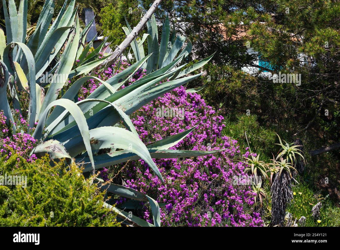 Agave plant and purple flowers near house Stock Photo - Alamy