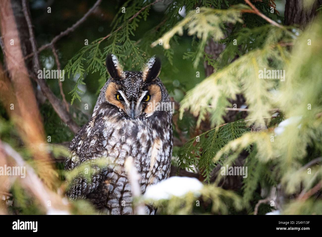 A communal roost of long-eared owls in Ontario, Canada Stock Photo - Alamy