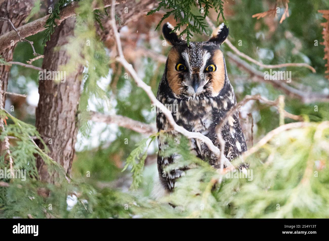 A communal roost of long-eared owls in Ontario, Canada Stock Photo - Alamy