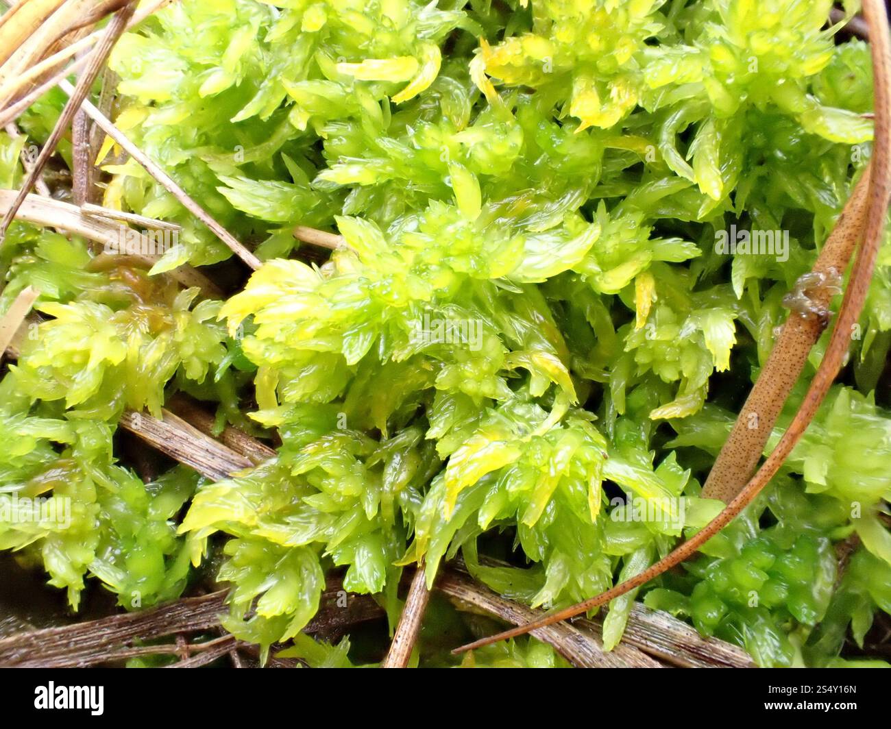 Cow-horn Bog-moss (Sphagnum denticulatum Stock Photo - Alamy