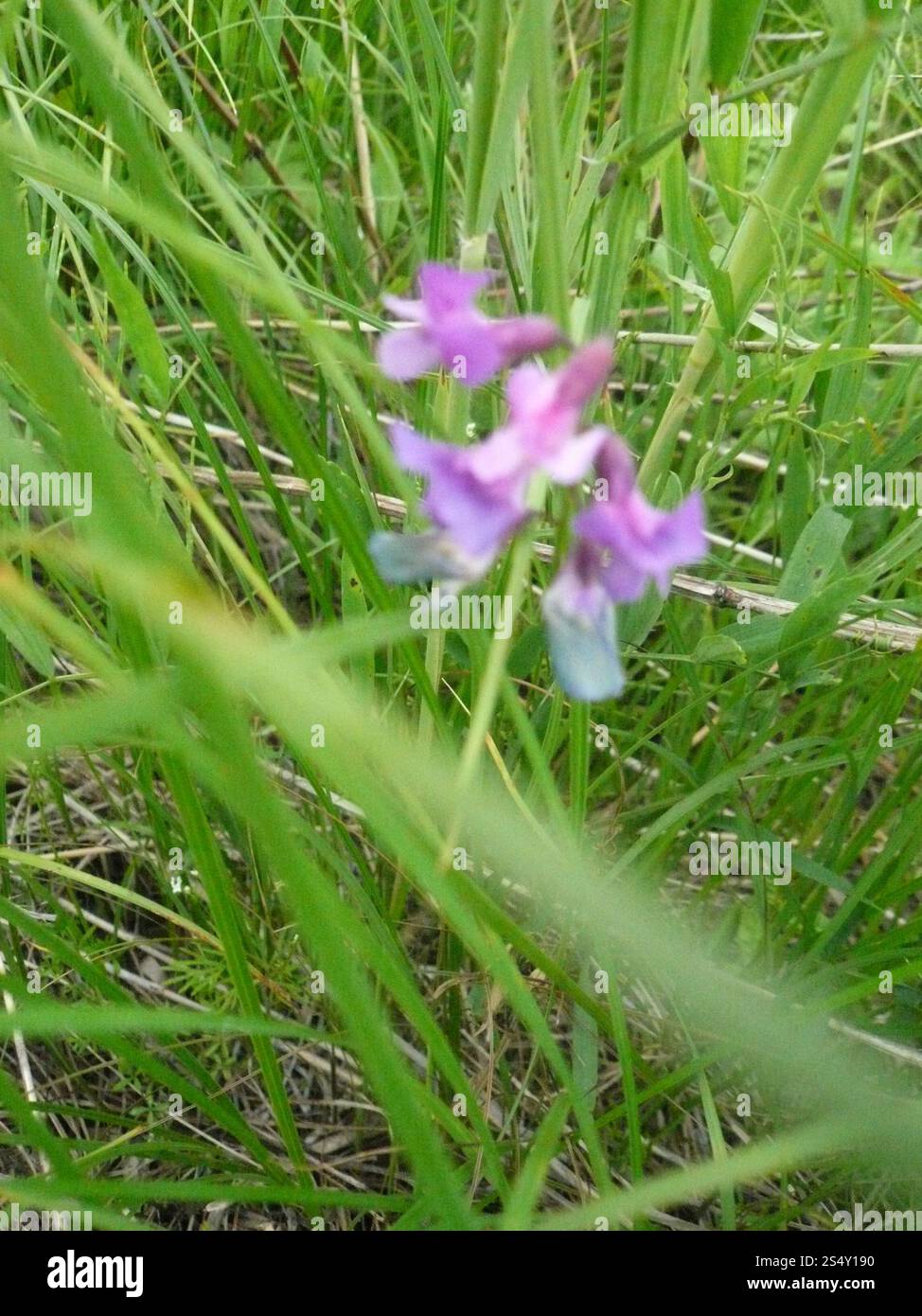 marsh pea (Lathyrus palustris Stock Photo - Alamy