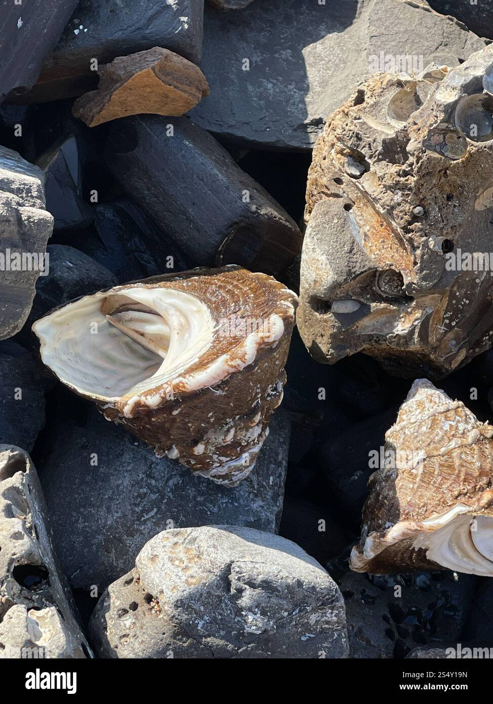 Wavy Turban (Megastraea undosa Stock Photo - Alamy