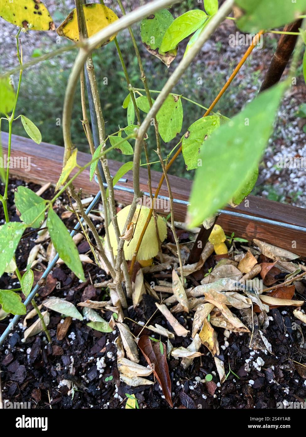 flowerpot parasol (Leucocoprinus birnbaumii Stock Photo - Alamy