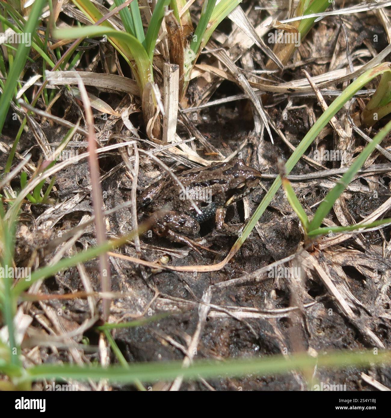 Australian Ground Frogs (Myobatrachidae Stock Photo - Alamy