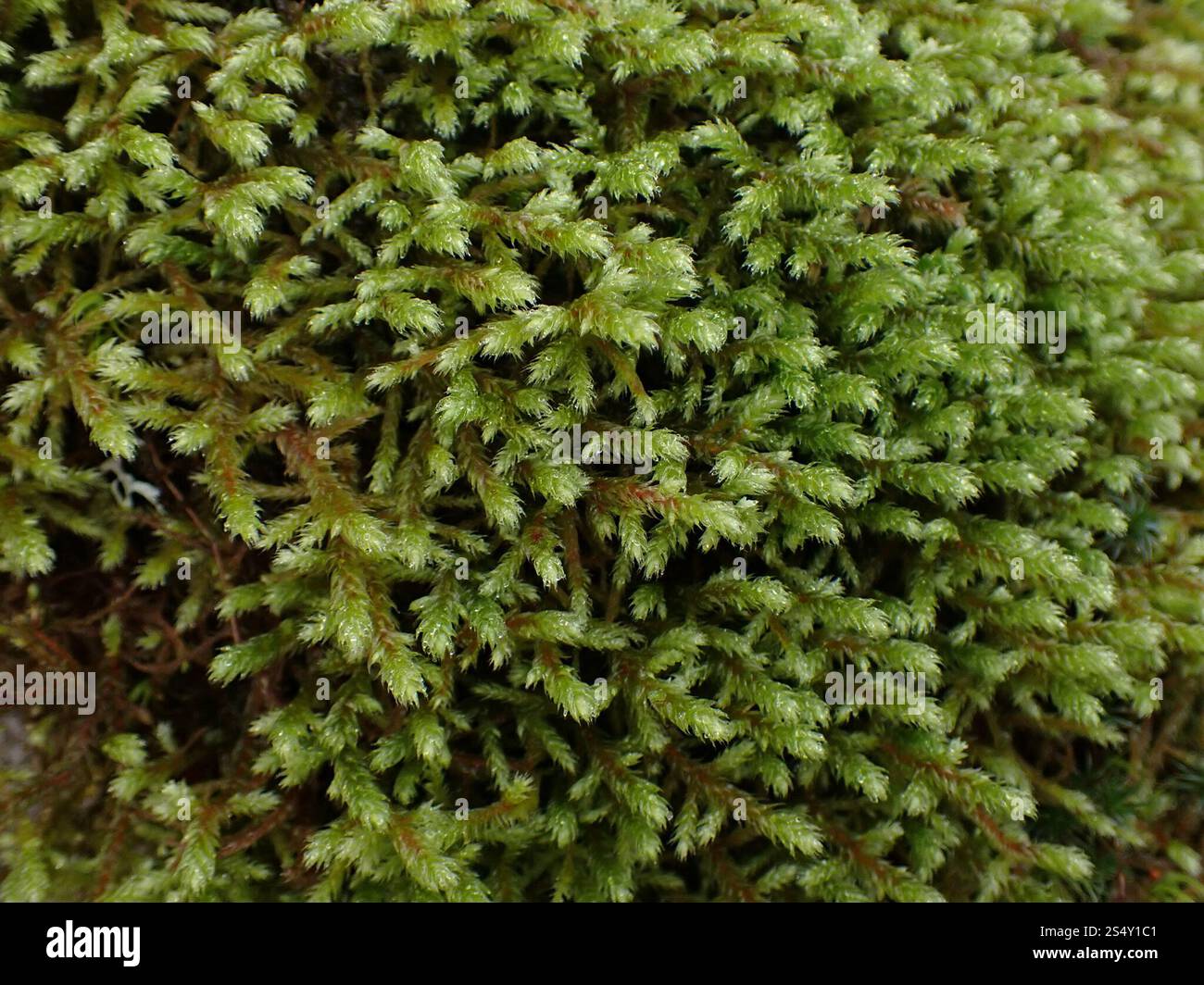 Pendulous Wing-moss (Antitrichia curtipendula Stock Photo - Alamy