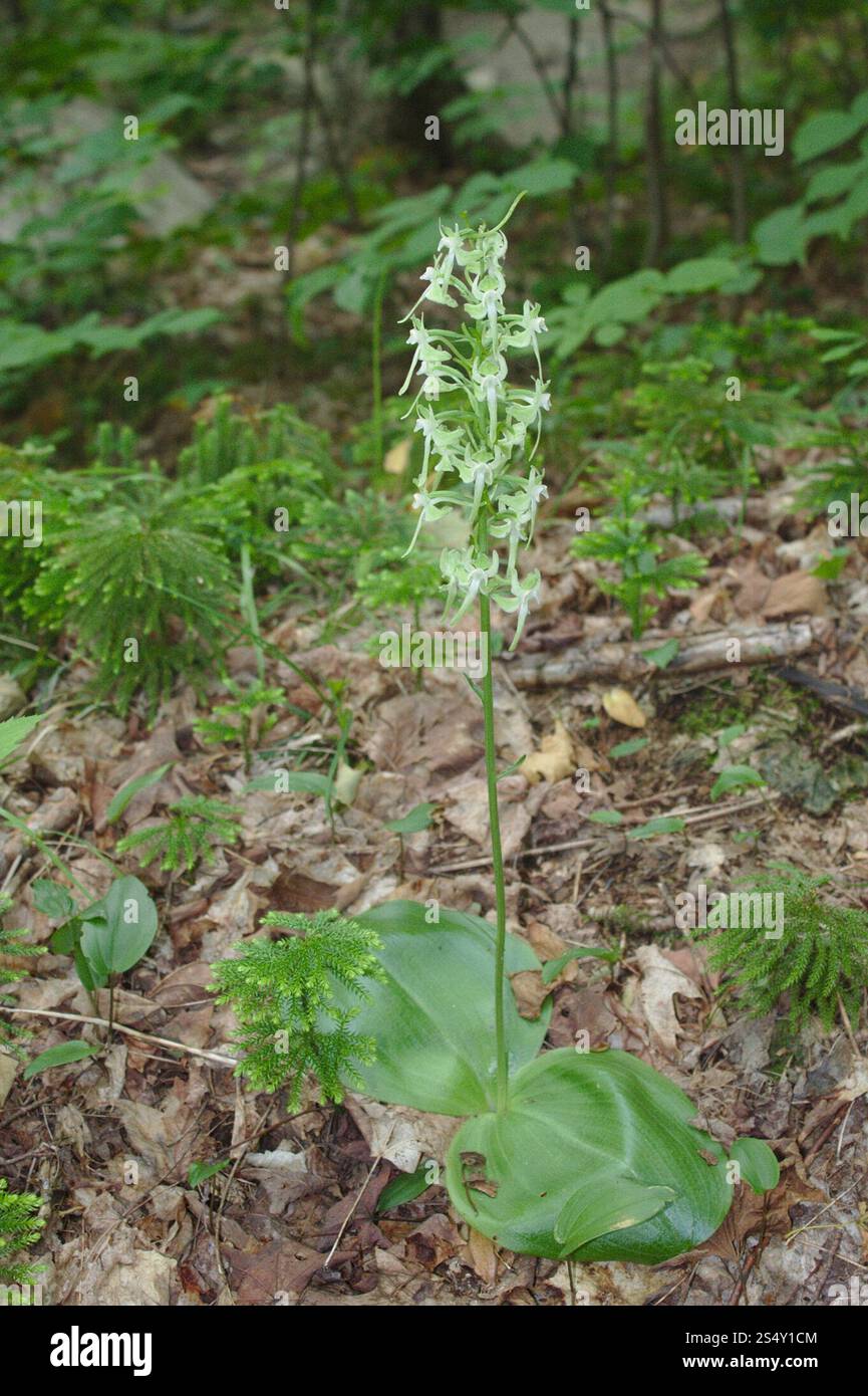 Large-leaved Bog Orchid (Platanthera macrophylla Stock Photo - Alamy