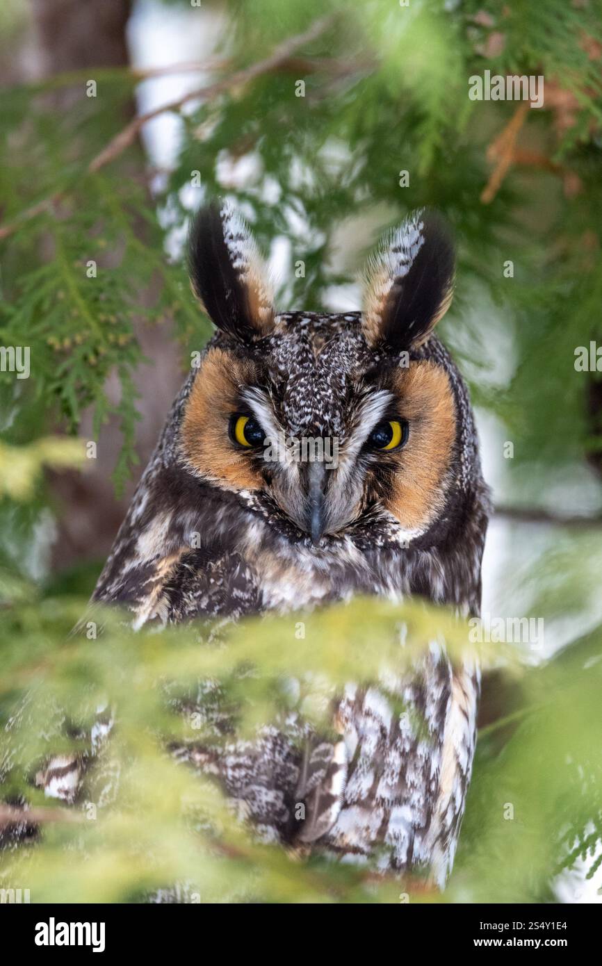 A communal roost of long-eared owls in Ontario, Canada Stock Photo - Alamy