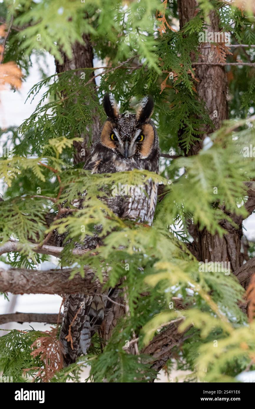 A communal roost of long-eared owls in Ontario, Canada Stock Photo - Alamy