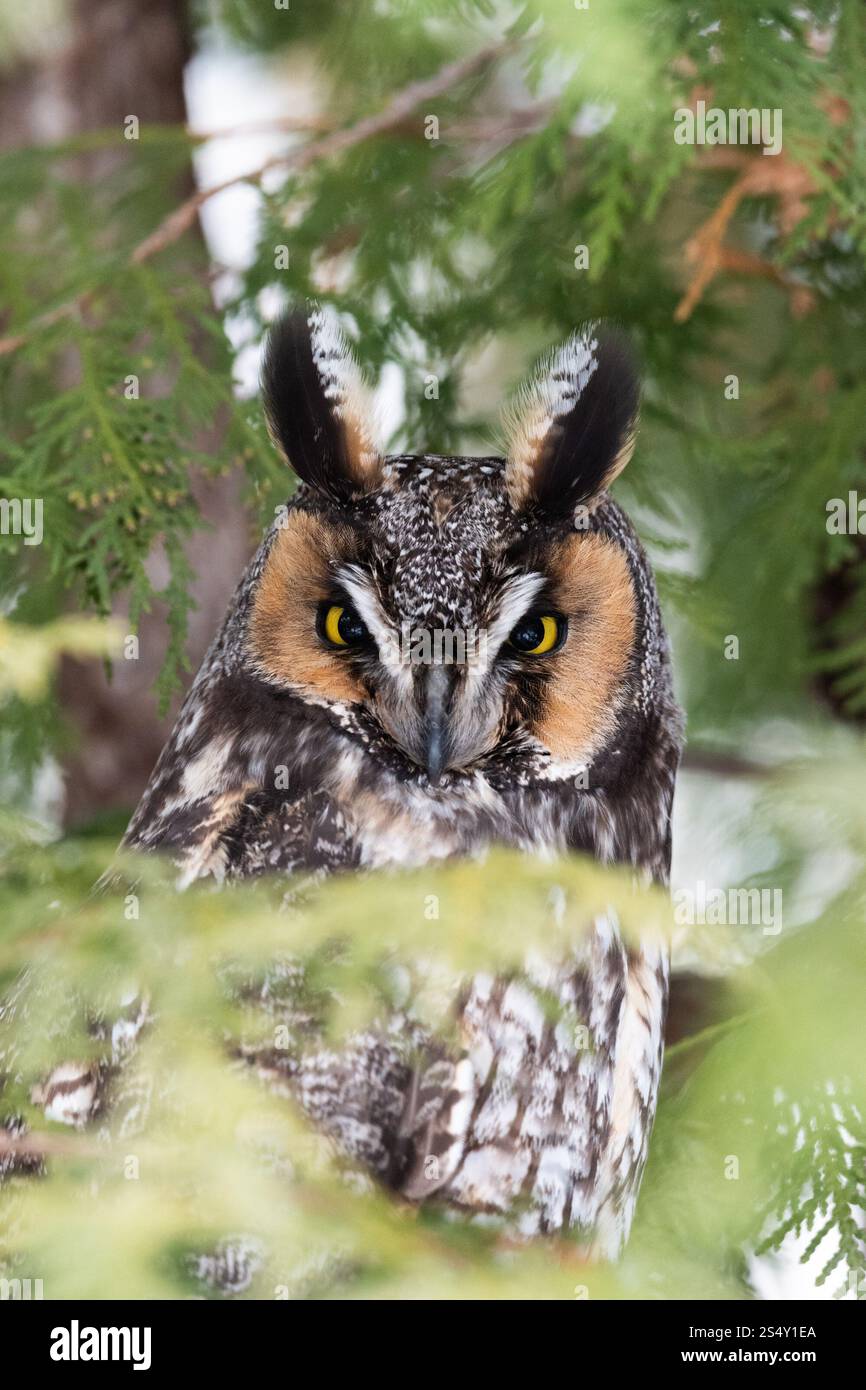 A communal roost of long-eared owls in Ontario, Canada Stock Photo - Alamy